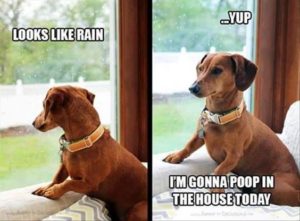 Should I Walk My Dog In The Rain? | PupTraveller
