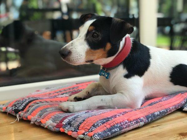 The 5 Best Roll Up Dog Travel Beds | PupTraveller