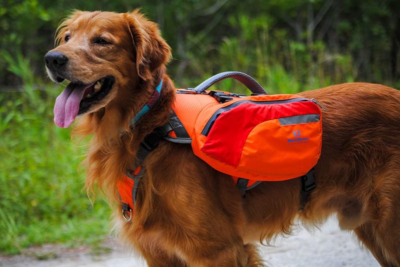 What To Pack In A Dog Backpack | PupTraveller
