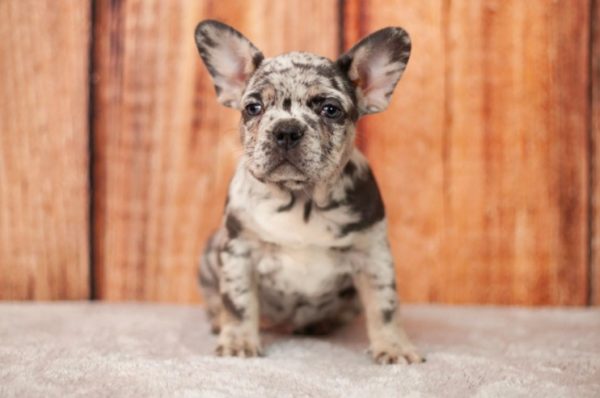 Merle French Bulldogs - Everything You Need To Know | PupTraveller