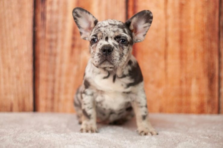 Merle French Bulldogs - Everything You Need To Know | PupTraveller