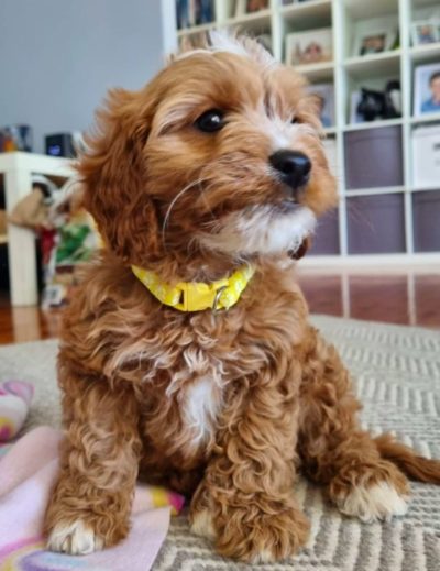 Mini Groodles (Golden Retriever & Mini Poodle Mix) Info, Pictures ...