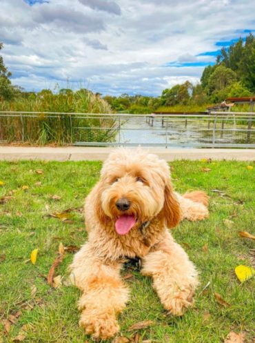 Mini Groodles (Golden Retriever & Mini Poodle Mix) Info, Pictures ...