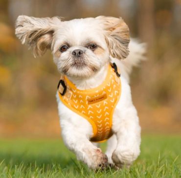 Shih Tzu Poodle Mix (The Ultimate Shih Poo Breed Guide) | PupTraveller