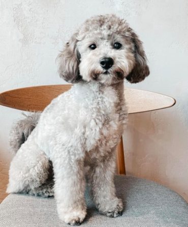 Shih Tzu Poodle Mix (The Ultimate Shih Poo Breed Guide) | PupTraveller