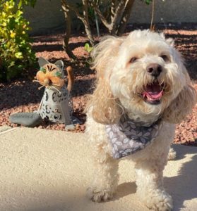 Shih Tzu Poodle Mix (The Ultimate Shih Poo Breed Guide) | PupTraveller