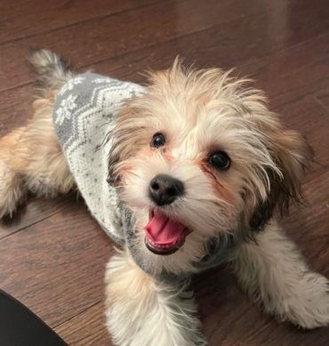 Shih Tzu Poodle Mix (The Ultimate Shih Poo Breed Guide) | PupTraveller