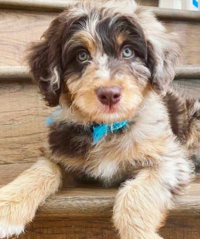 Mini Aussiedoodles (Ultimate Breed Guide) | PupTraveller