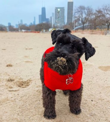 Schnauzer Size Comparison (Miniature, Standard & Giant) | PupTraveller