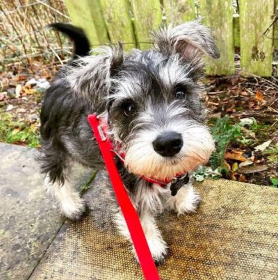 Schnauzer Size Comparison (Miniature, Standard & Giant) | PupTraveller