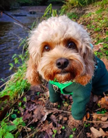 Cavapoo Colors Guide (Black, Red, White, Apricot, Tri Color & More ...