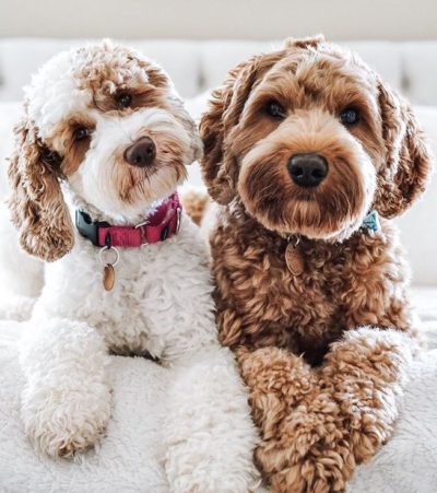 Labradoodle Size Guide (Mini, Medium & Standard)