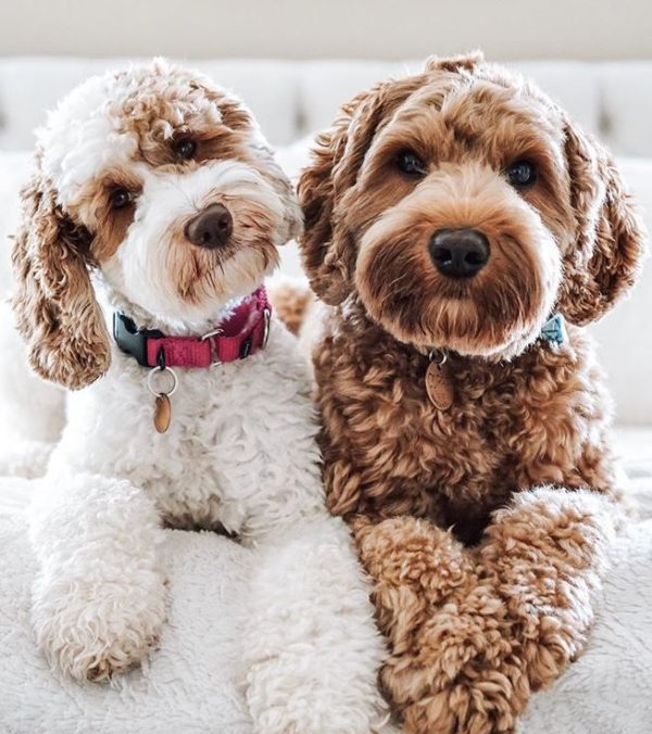Labradoodle Size Guide (Mini, Medium & Standard)