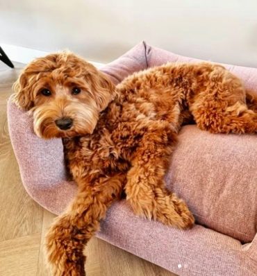 Labradoodle Size Guide (Mini, Medium & Standard) | PupTraveller