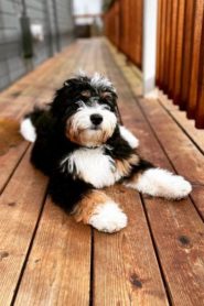 Bernedoodle Generations Guide (F1, F1b, F1bb, F2, F2b etc.) | PupTraveller