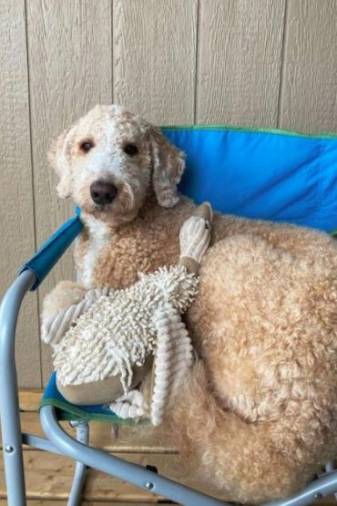 Bernedoodle Generations Guide (F1, F1b, F1bb, F2, F2b etc.) | PupTraveller