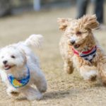 Cockapoo Colors Guide (Black, White, Red, Apricot & More) | PupTraveller