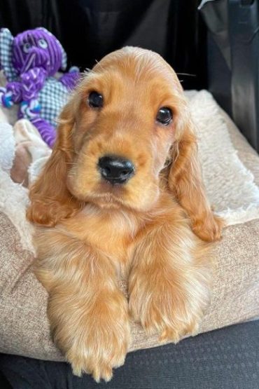 Cocker Spaniel Colors Guide (Black, Golden, Merle, Roan etc ...