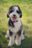 Sheepadoodle Colors (Merle, Golden, Black, Grey, Red etc.) | PupTraveller