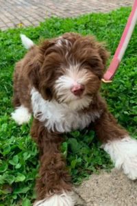 Sheepadoodle Colors (Merle, Golden, Black, Grey, Red etc.) | PupTraveller