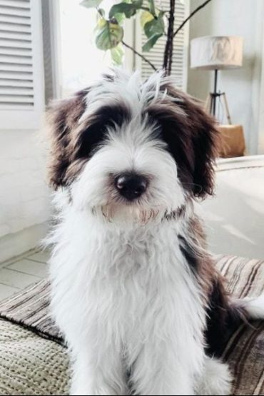 Bordoodle Size Guide (Toy, Mini, Standard) | PupTraveller