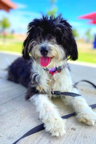 Bordoodle Size Guide (Toy, Mini, Standard) | PupTraveller