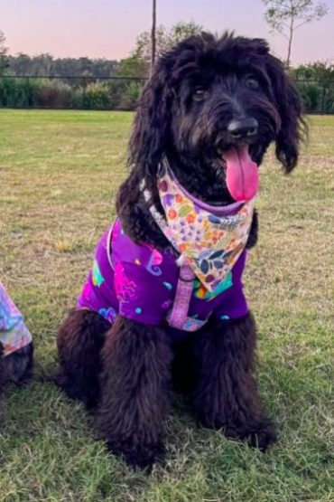 Bordoodle Size Guide (Toy, Mini, Standard) | PupTraveller