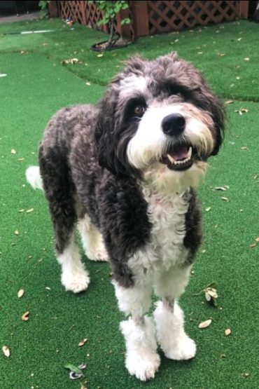 Bordoodle Size Guide (Toy, Mini, Standard) | PupTraveller