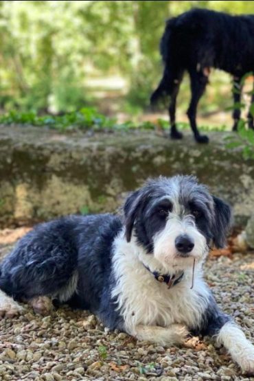Bordoodle Size Guide (Toy, Mini, Standard) | PupTraveller