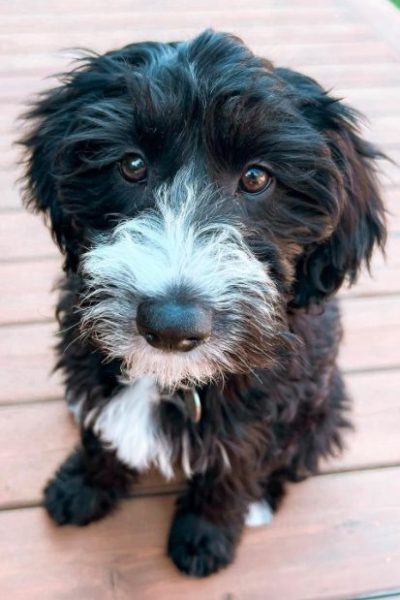 Bordoodle Size Guide (Toy, Mini, Standard) | PupTraveller