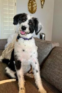 Bordoodle Size Guide (Toy, Mini, Standard) | PupTraveller