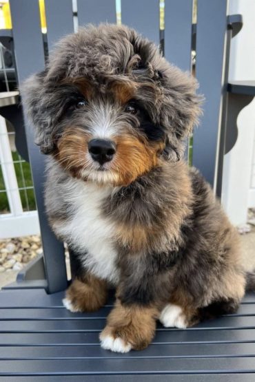 How Much Does A Bernedoodle Cost? (Price Guide) | PupTraveller