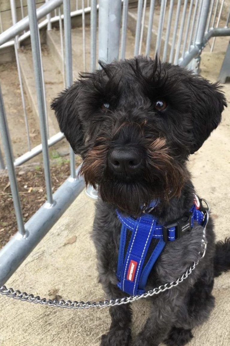 Schnoodle Generations Guide (F1 vs F1b vs F2) | PupTraveller