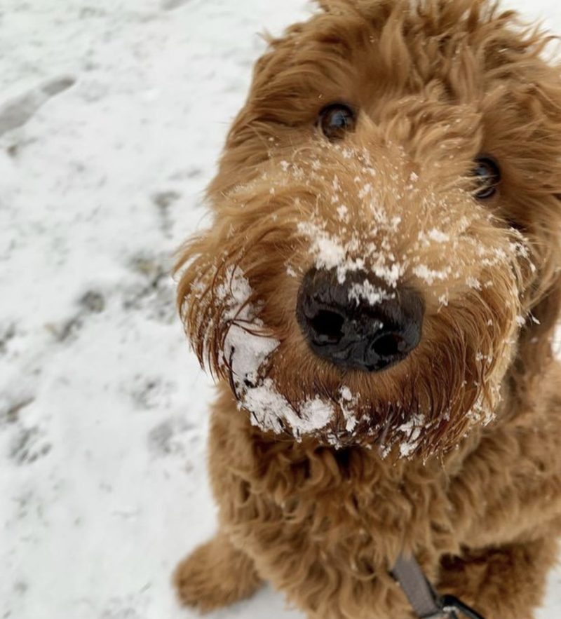 Irish Doodle Generations Guide (F1, F1b, F1bb, F2, F2b etc.) | PupTraveller