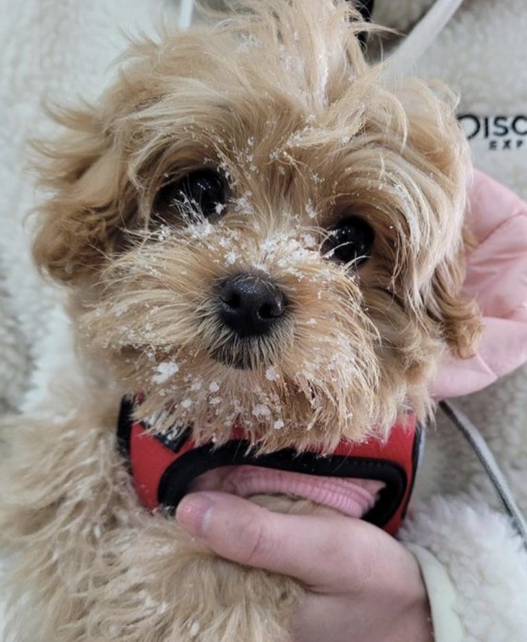 Maltipoo Lifespan Guide – How Long Do Maltipoos Live? | PupTraveller
