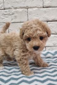 Maltipoo Lifespan Guide – How Long Do Maltipoos Live? | PupTraveller
