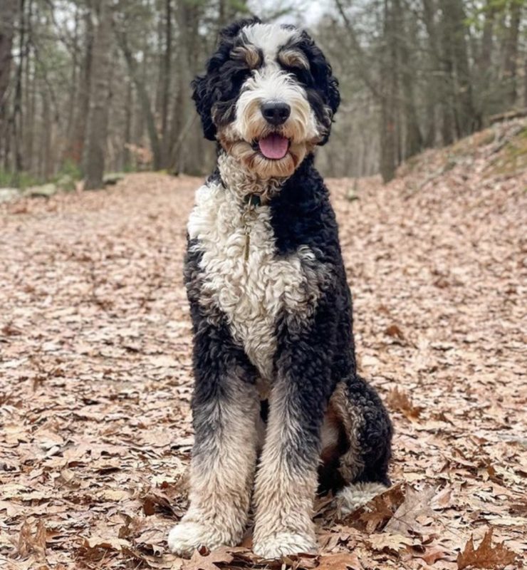 Bernedoodle Lifespan - How Long Do Bernedoodles Live?