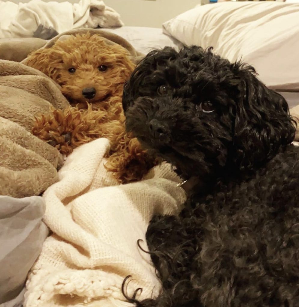 Maltipoo Colors Guide (Black, White, Apricot, Red, Phantom etc ...