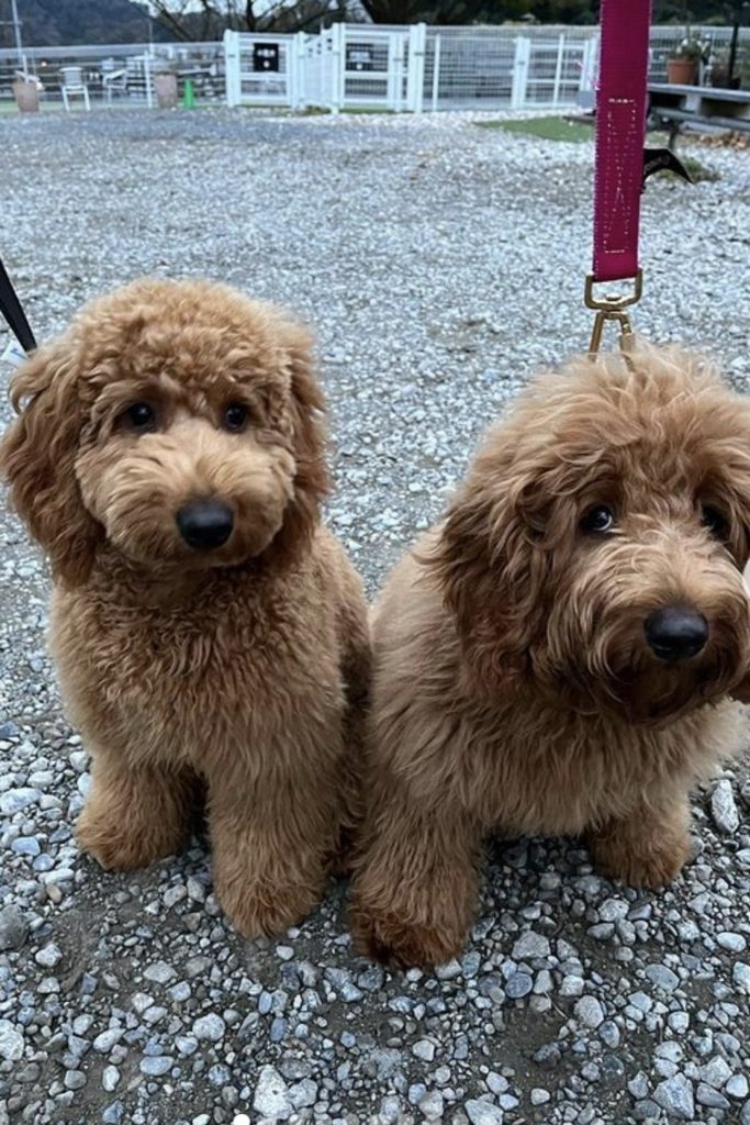 Labradoodle Lifespan - How Long Do Labradoodles Live? | PupTraveller