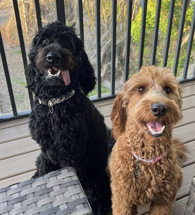 Goldendoodle Colors Guide (Black, Red, Apricot, Merle, Parti etc ...