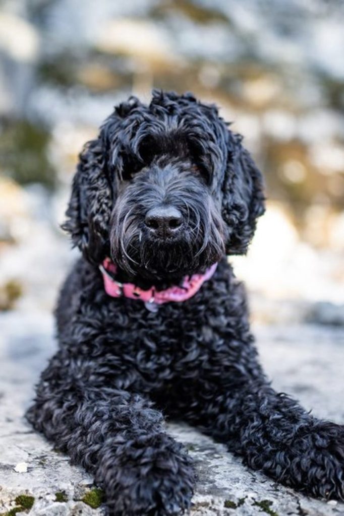 Labradoodle Colors Guide (Black, Chocolate, White, Red, Apricot etc ...