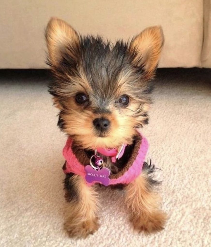 Yorkie Poo Colors Guide (Black, White, Brown, Merle, Red etc ...
