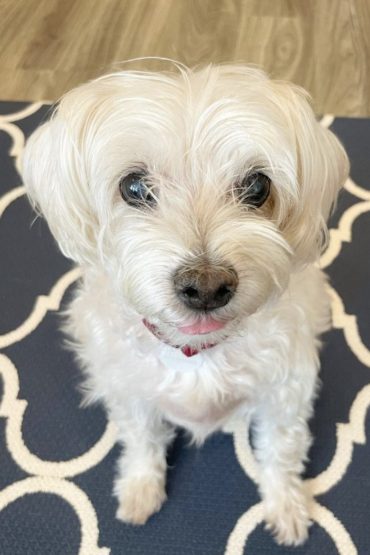 Yorkie Poo Colors Guide (Black, White, Brown, Merle, Red etc ...