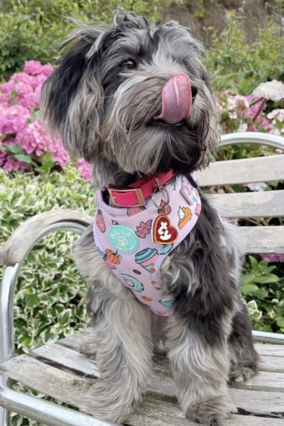 Yorkie Poo Colors Guide (Black, White, Brown, Merle, Red etc ...