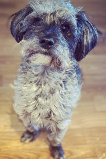 Yorkie Poo Colors Guide (Black, White, Brown, Merle, Red etc ...