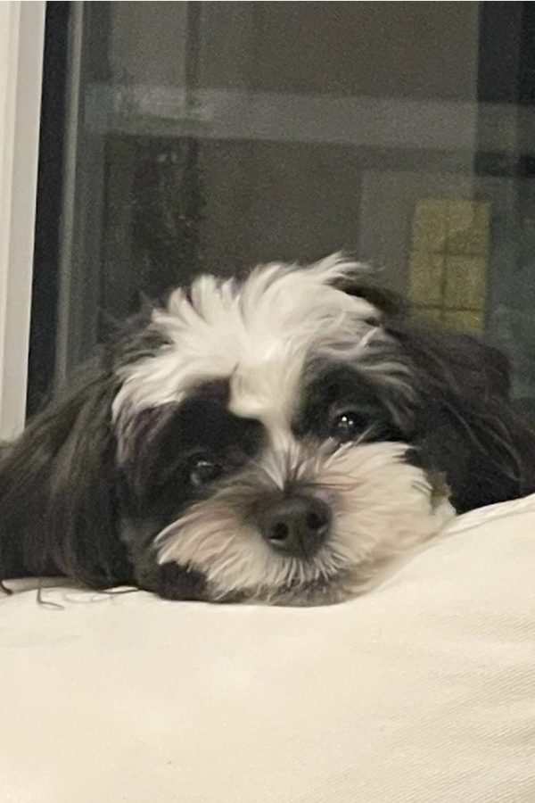 How Much Are Shih Poo Puppies? (Real Breeder Prices) | PupTraveller