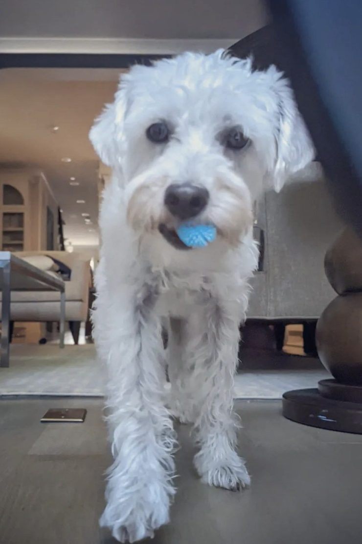 Schnoodle Colors Guide (White, Black, Apricot, Chocolate etc ...