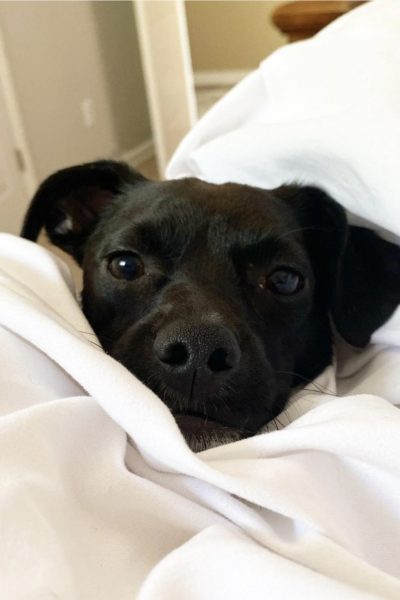 Chiweenie Colors Guide (Black, Dapple, Brindle, Black & Tan etc ...
