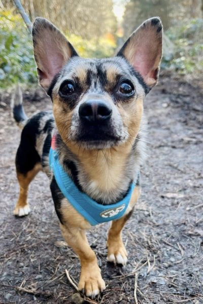 Chiweenie Colors Guide (Black, Dapple, Brindle, Black & Tan etc ...