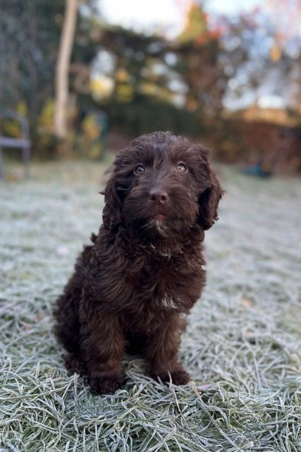 Toy Labradoodle Guide: Size, Price, Lifespan, Temperament etc ...
